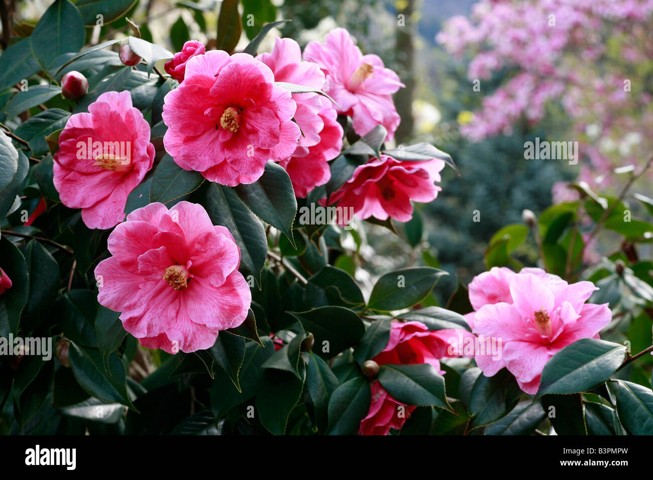 Camellia leonard messel hi-res stock photography and images - Alamy