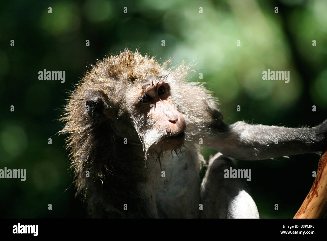 a monkey who observes Stock Photo - Alamy