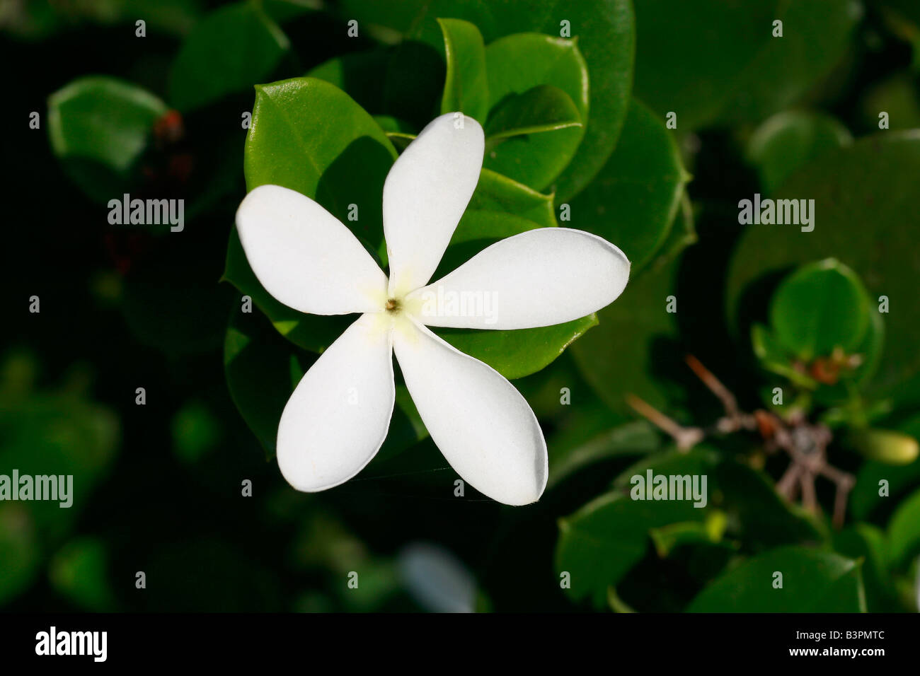 Carissa grandiflora hi-res stock photography and images - Alamy