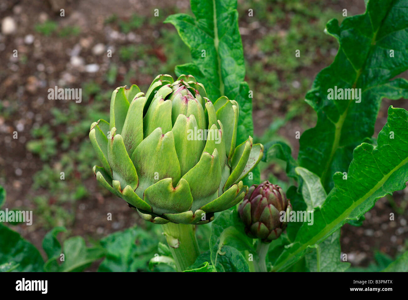 Carciofo hi-res stock photography and images - Alamy