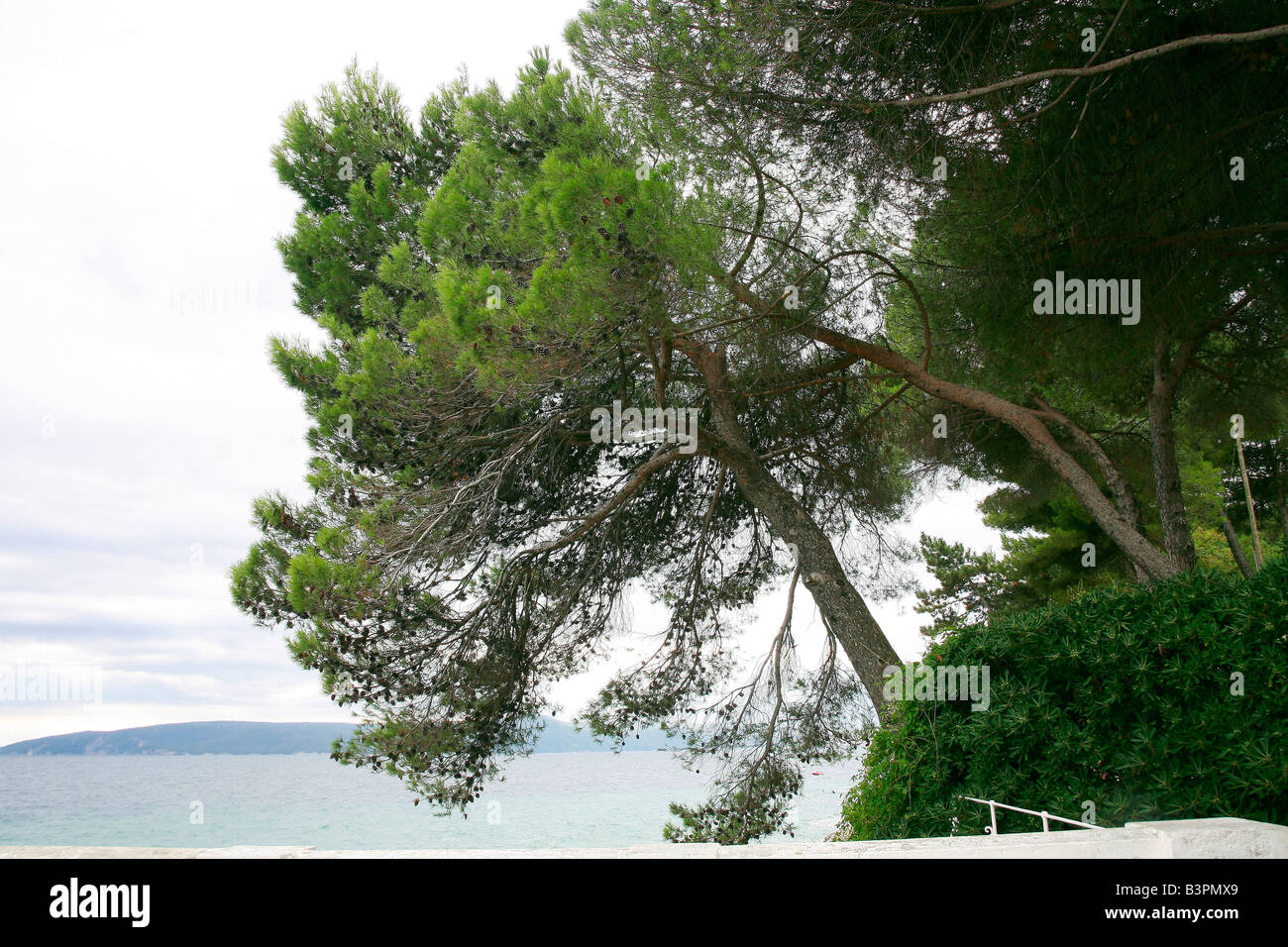 Pinaster hi-res stock photography and images - Alamy