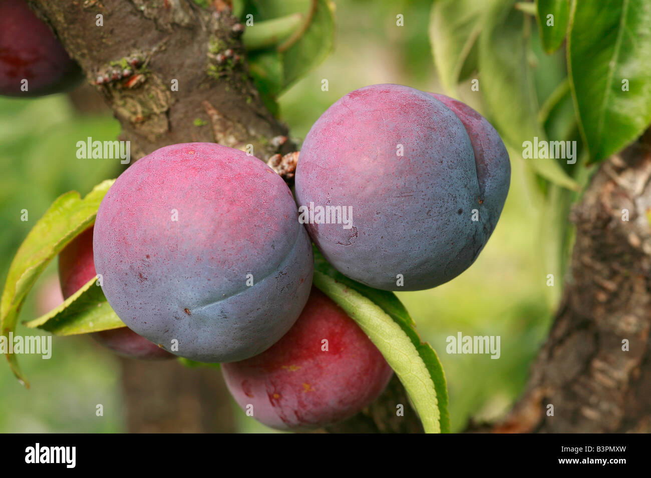 Prunus domestica "Blood's dragon Stock Photo - Alamy