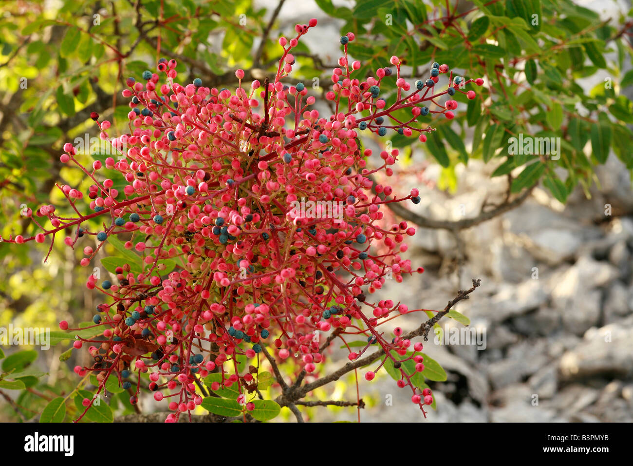 Terebinth tree hi-res stock photography and images - Alamy