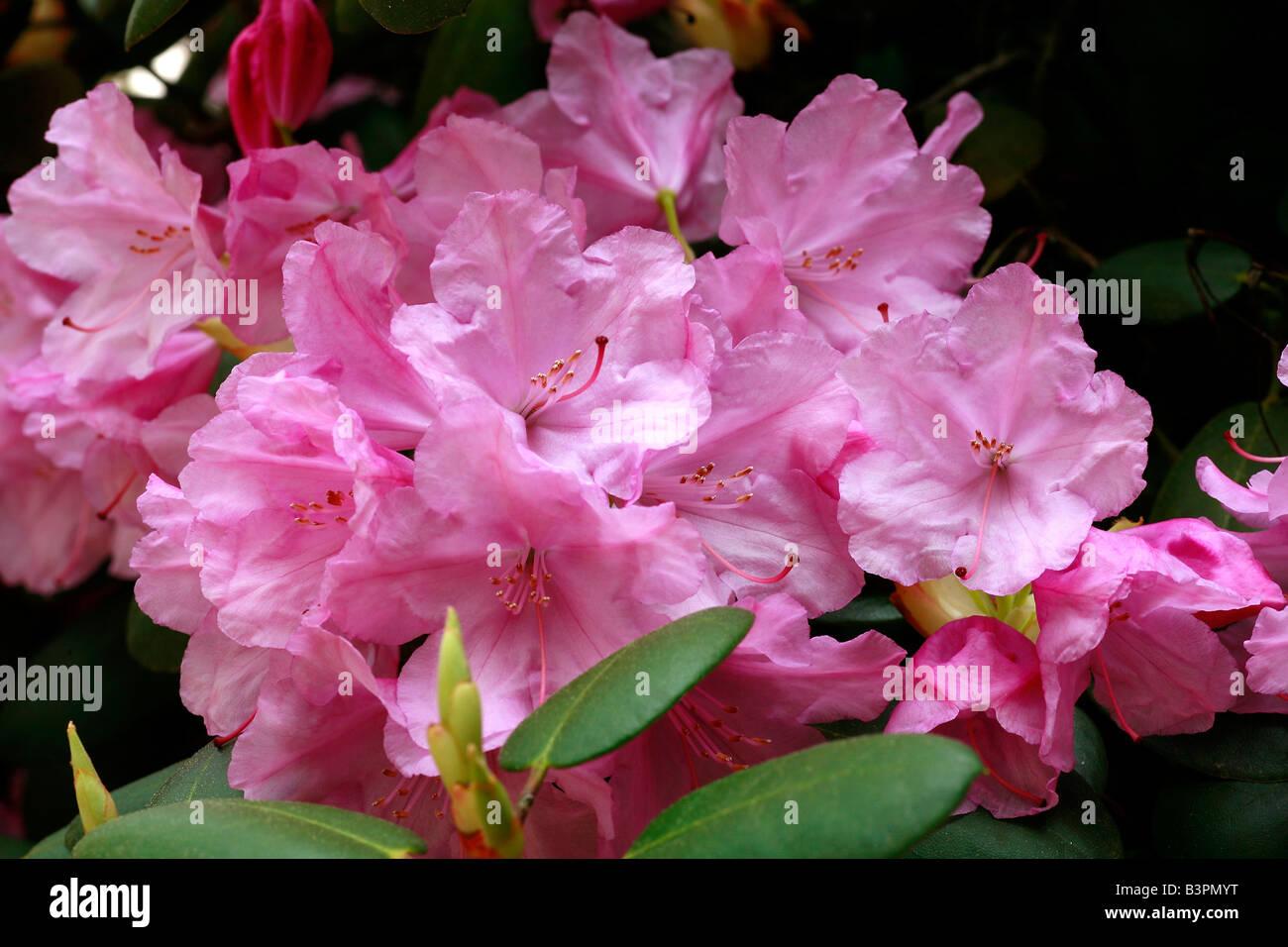 Rhododendron doc hi-res stock photography and images - Alamy