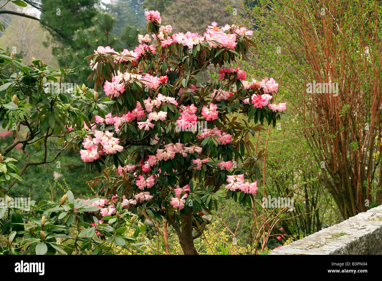 Seta hi-res stock photography and images - Alamy