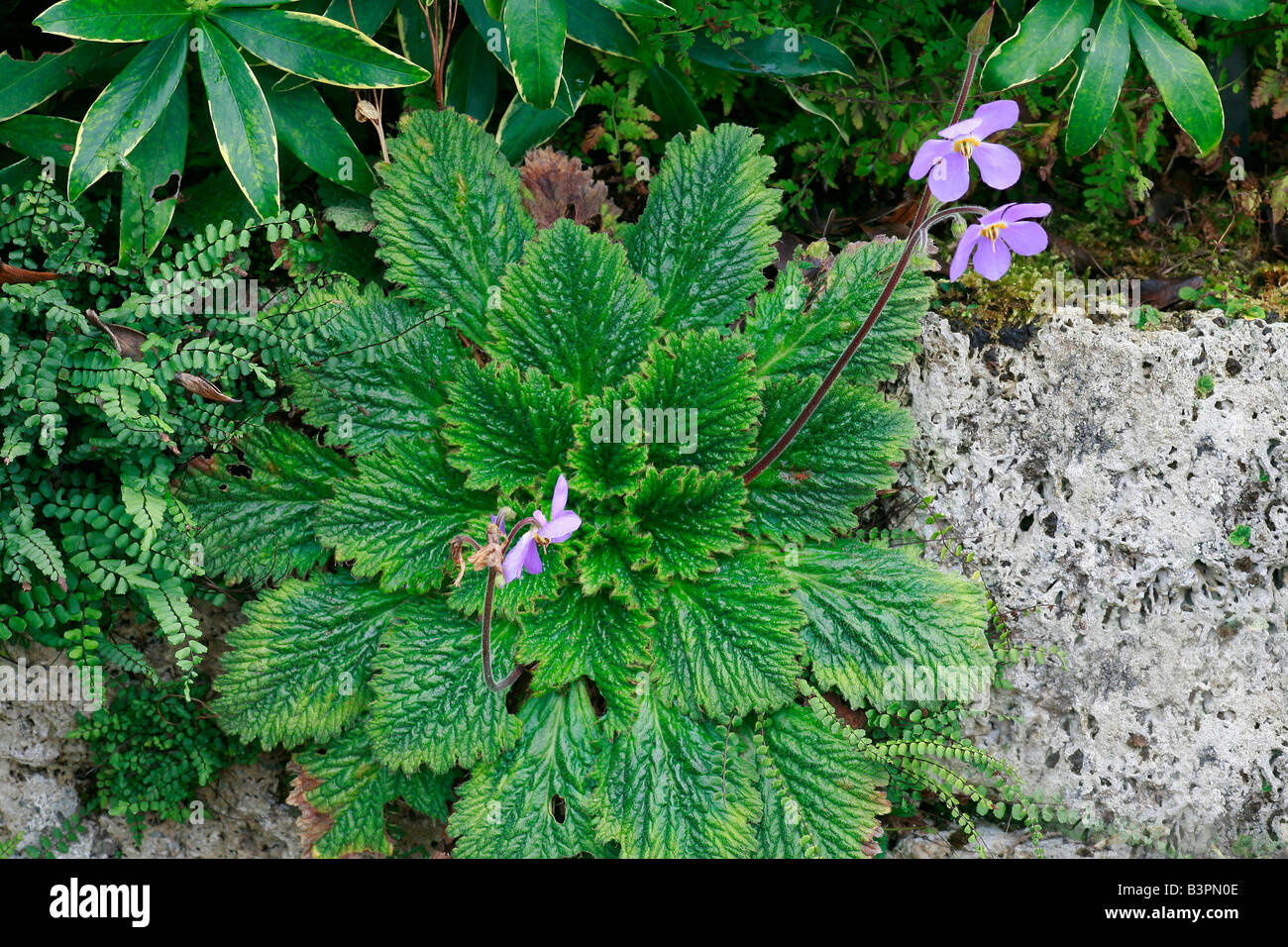 Ramonda plant hi-res stock photography and images - Alamy