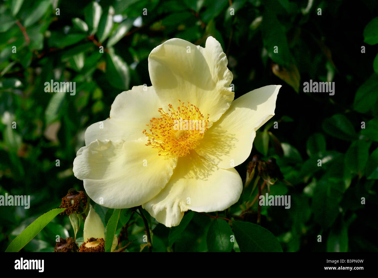 Golden wings rose hi-res stock photography and images - Alamy