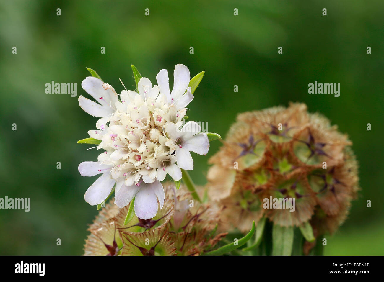 Scabiosa stellata hi-res stock photography and images - Alamy