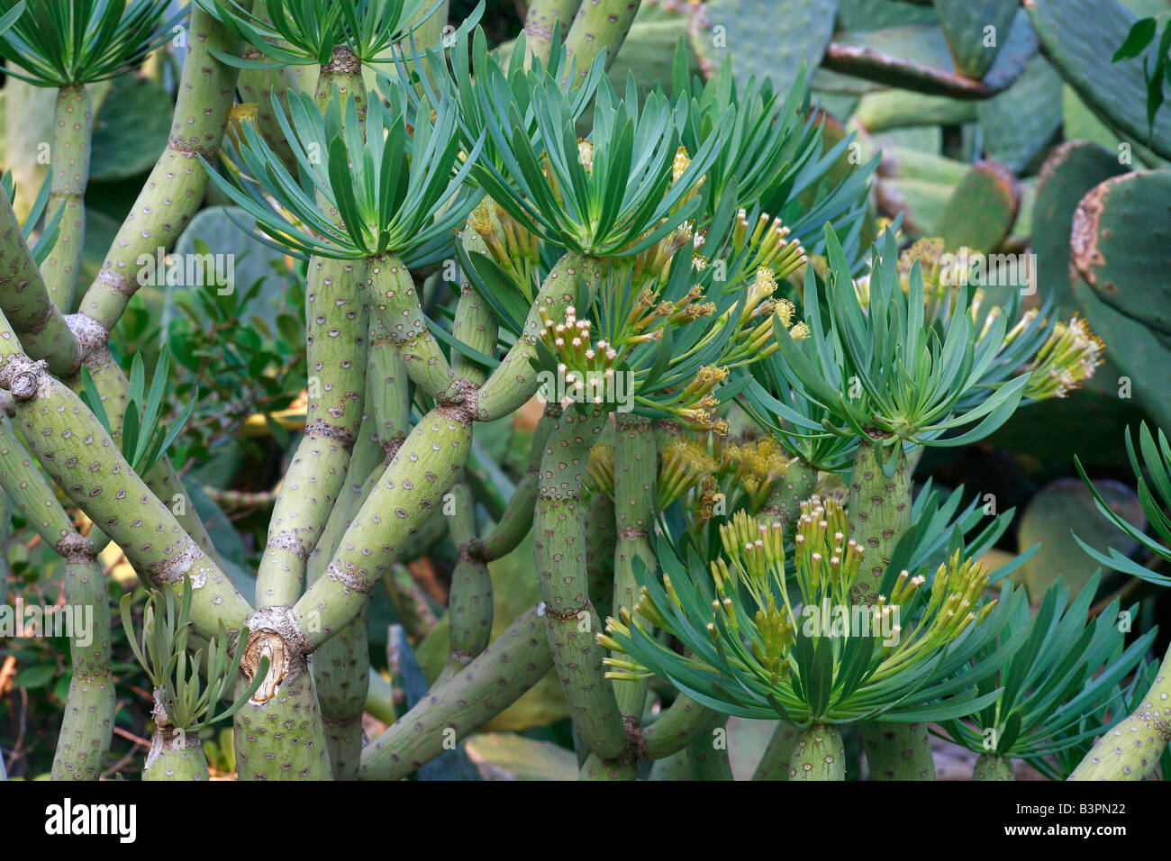 Senecio tree hi-res stock photography and images - Alamy