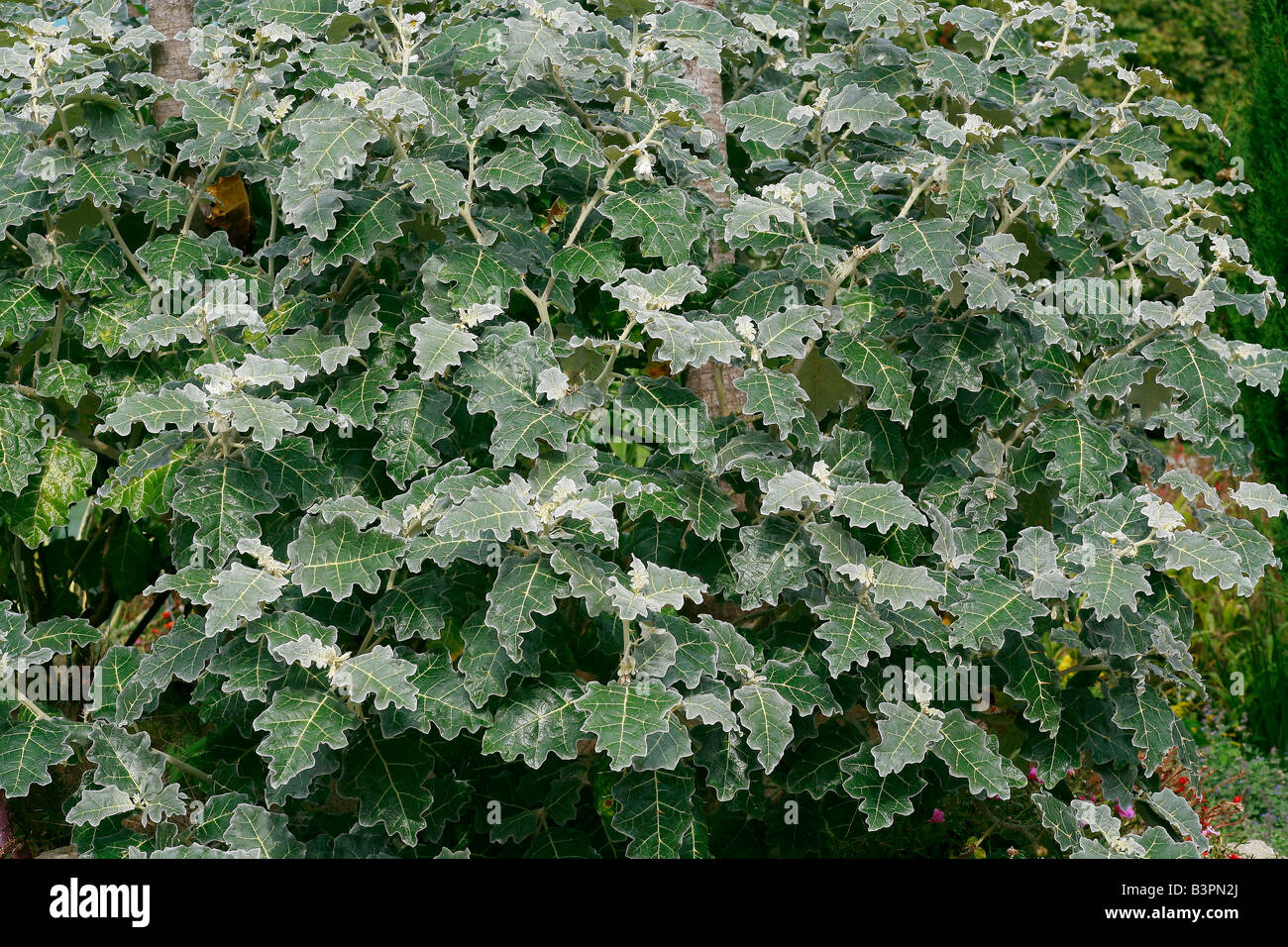 Solanum marginatum hi-res stock photography and images - Alamy