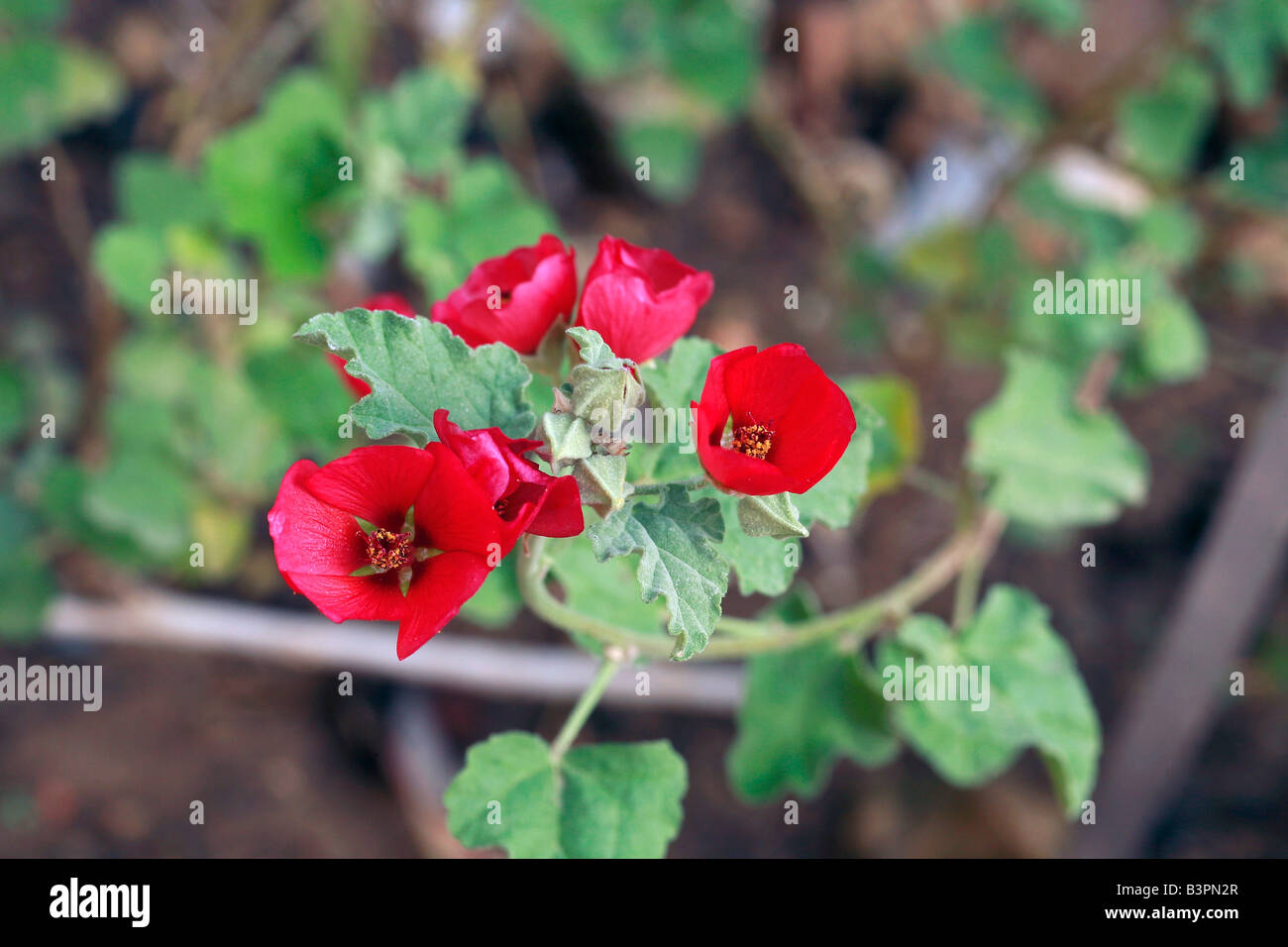 Sphaeralcea hi-res stock photography and images - Alamy