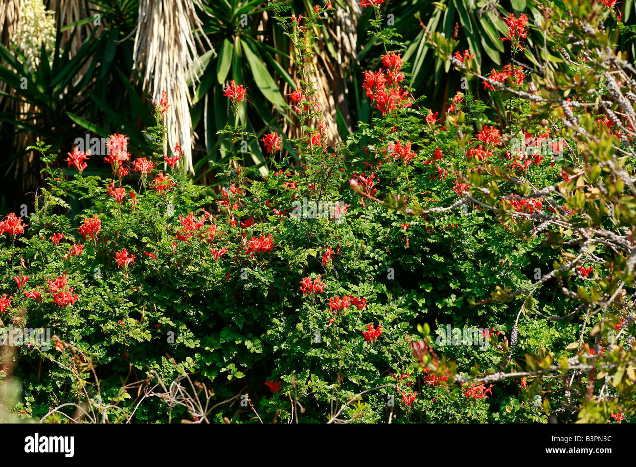 Cape honeysuckle tecomaria capensis capensis hi-res stock photography ...