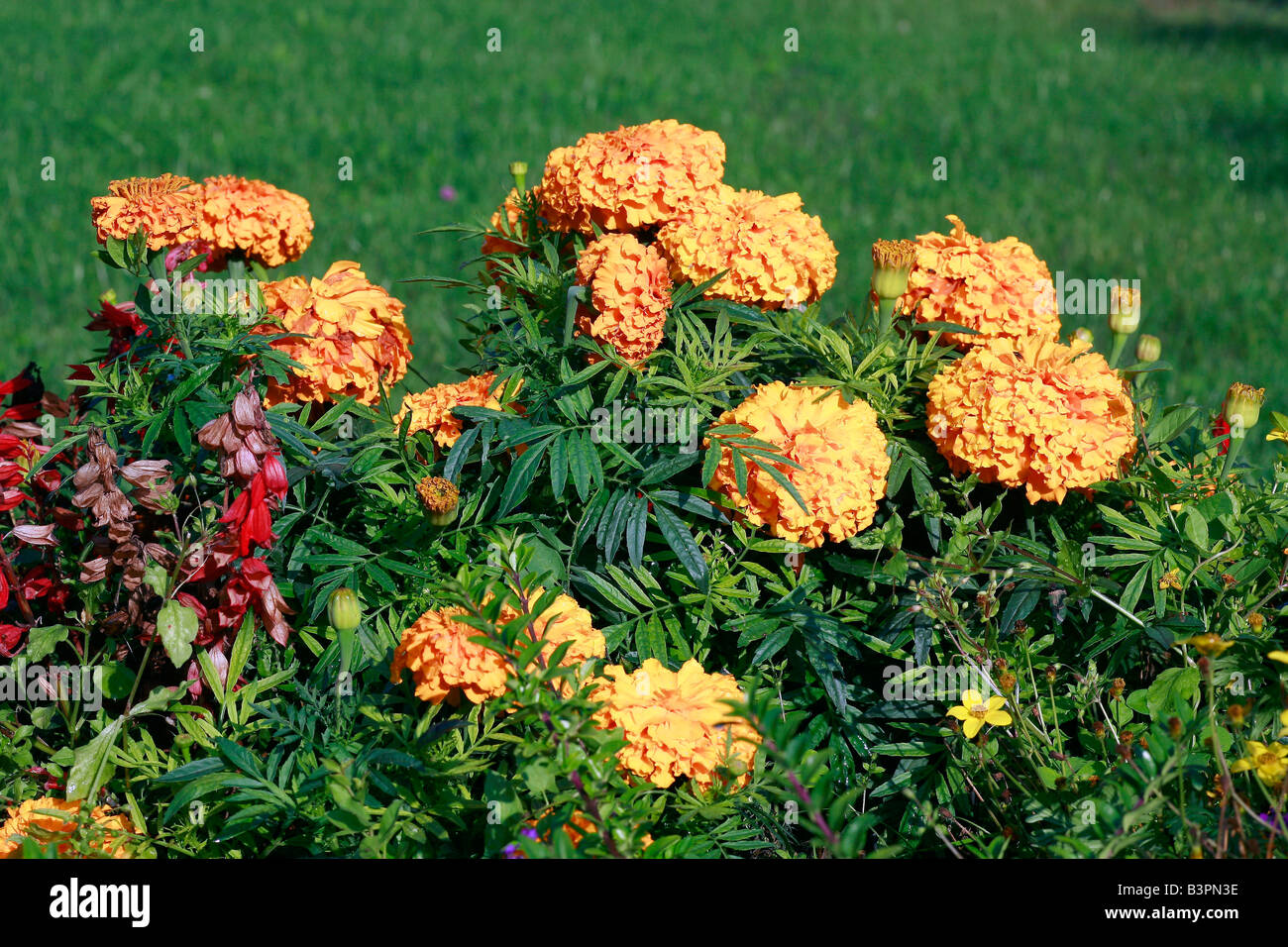 Orange jubilee hi-res stock photography and images - Alamy