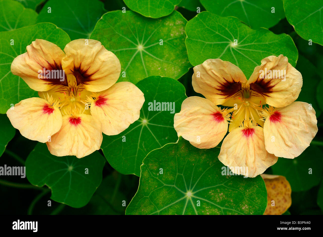 Majus hi-res stock photography and images - Alamy