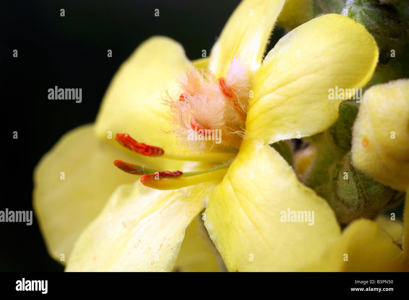 Thapsus hi-res stock photography and images - Alamy