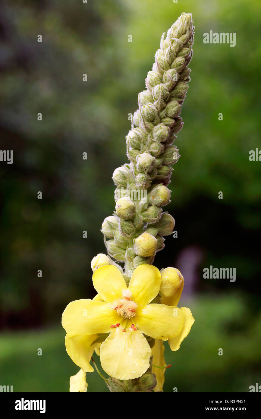 Thapsus hi-res stock photography and images - Alamy