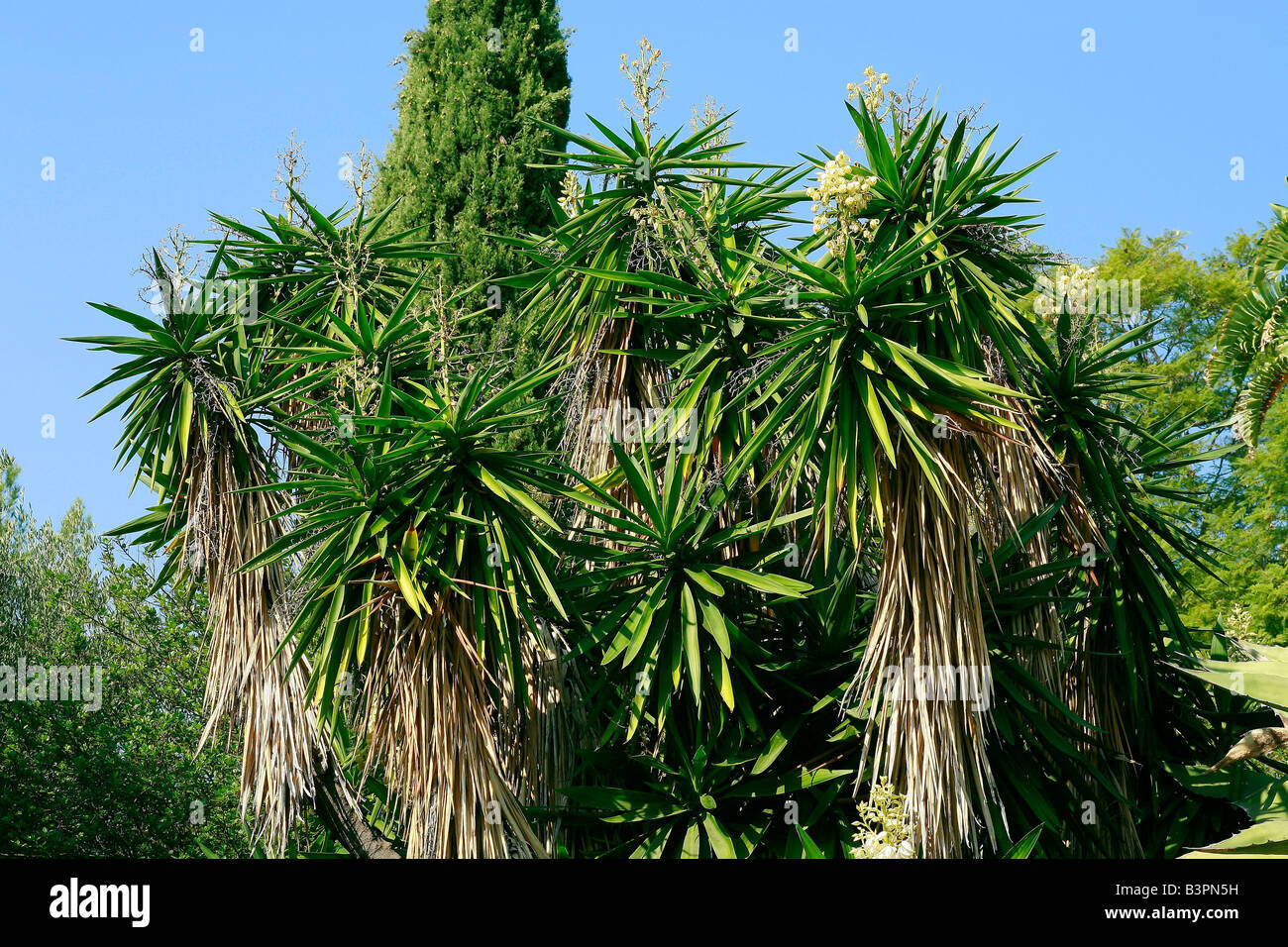 Yucca elephantipes Stock Photo - Alamy