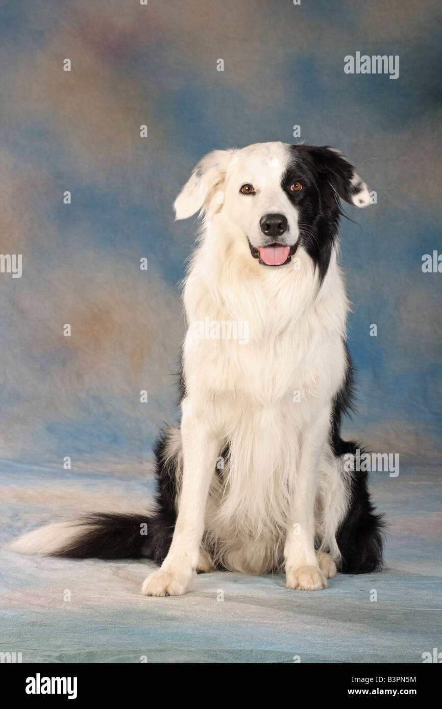 border collie - sitting Stock Photo - Alamy