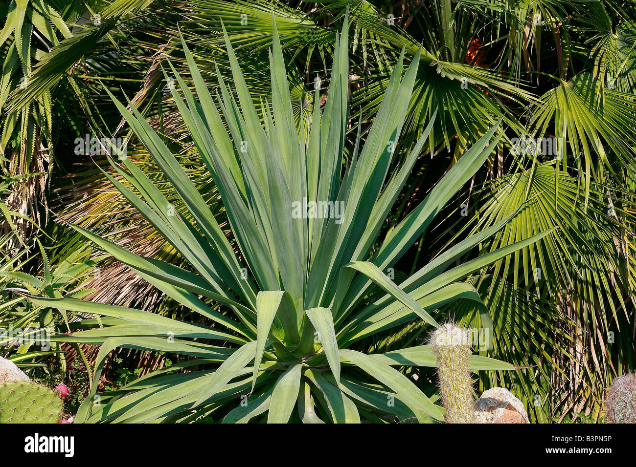 Yucca sp hi-res stock photography and images - Alamy