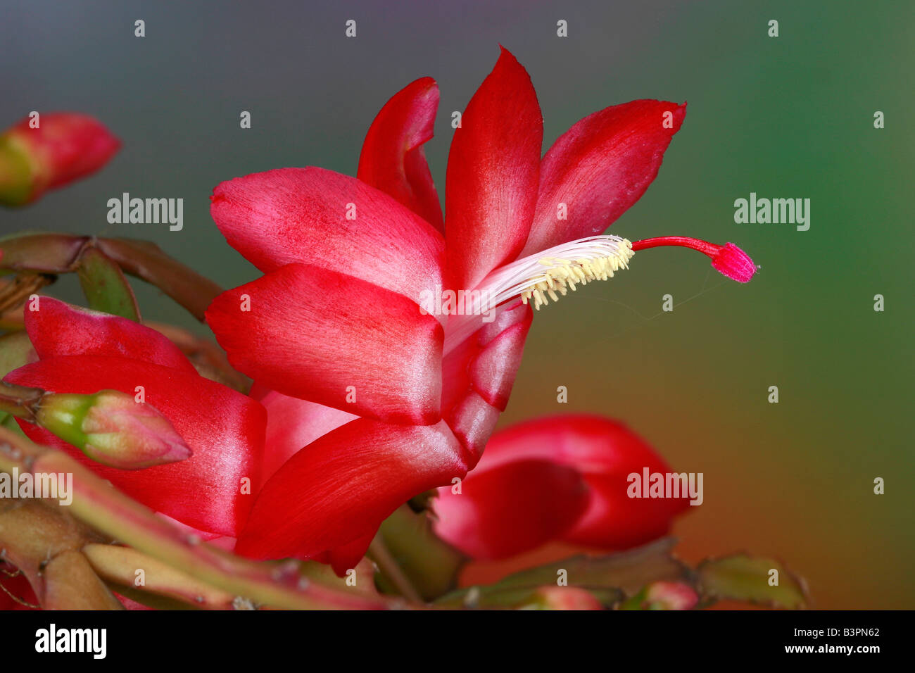 Zygocactus Truncatus High Resolution Stock Photography and Images - Alamy