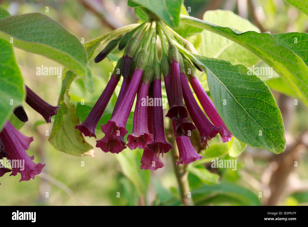 Iochroma hi-res stock photography and images - Alamy