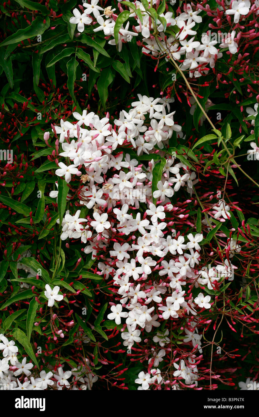Jasminum polyanthum hi-res stock photography and images - Alamy