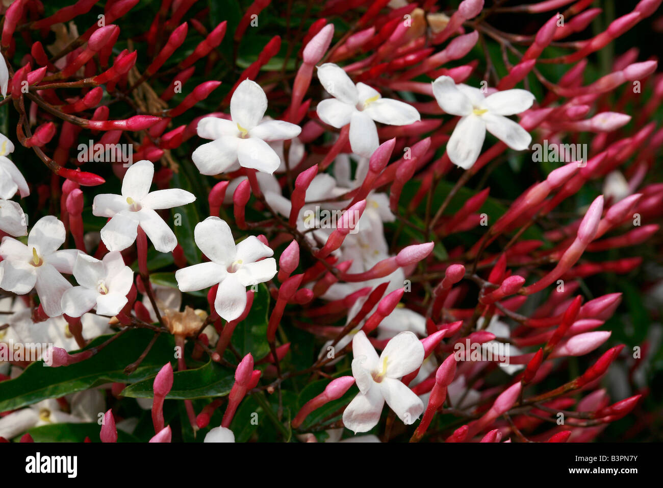 Jasminum polyanthum hi-res stock photography and images - Alamy