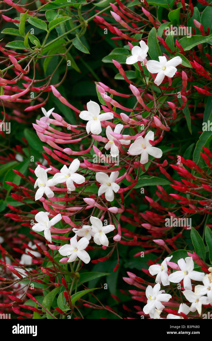 Jasminum polyanthum hi-res stock photography and images - Alamy