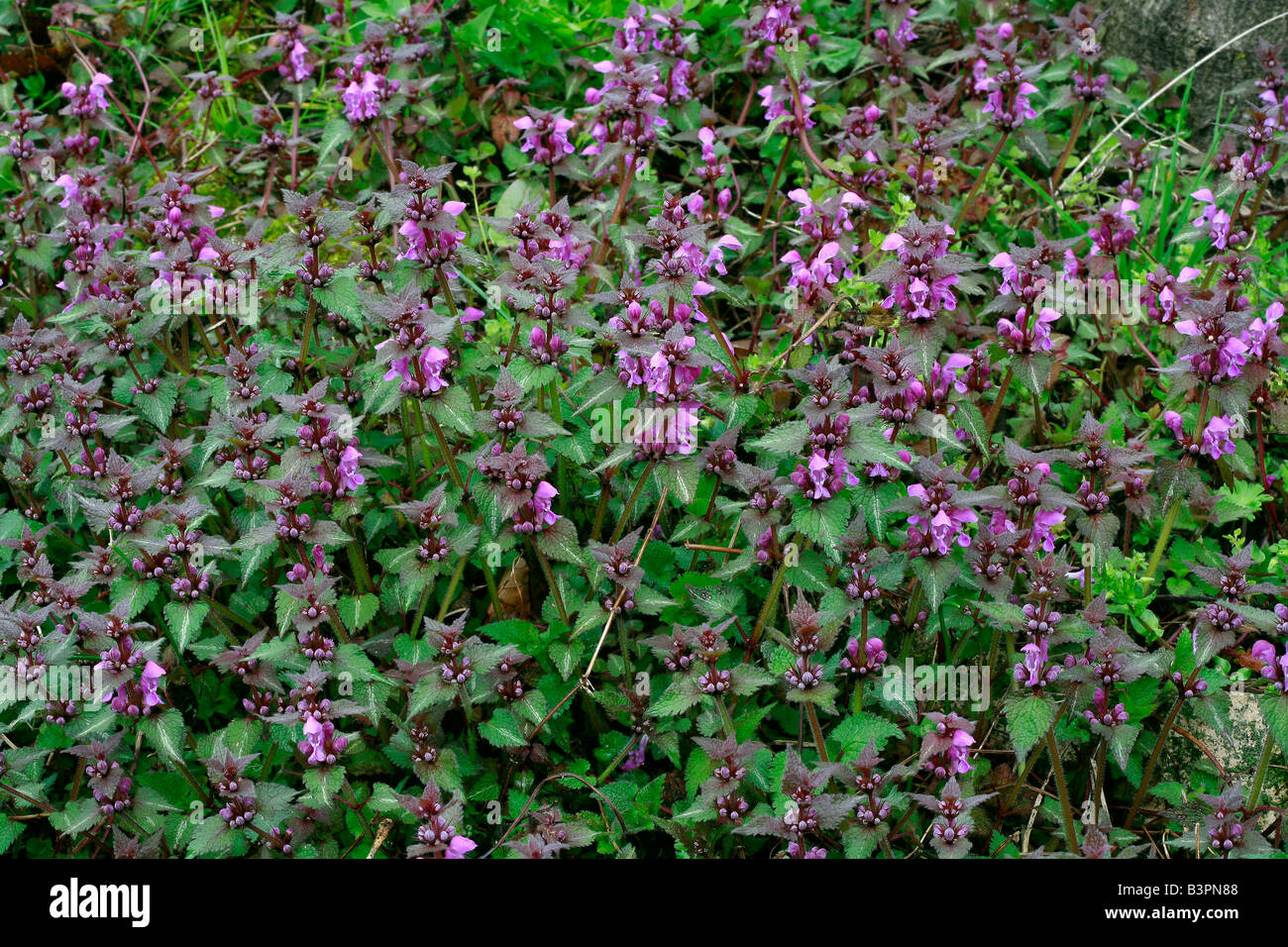 Lamium maculatum hi-res stock photography and images - Alamy