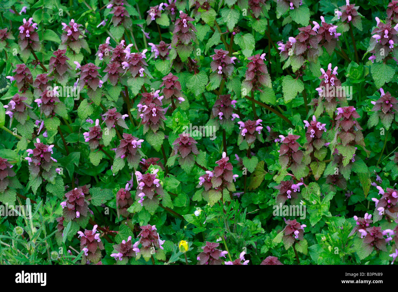 Purpureum hi-res stock photography and images - Alamy