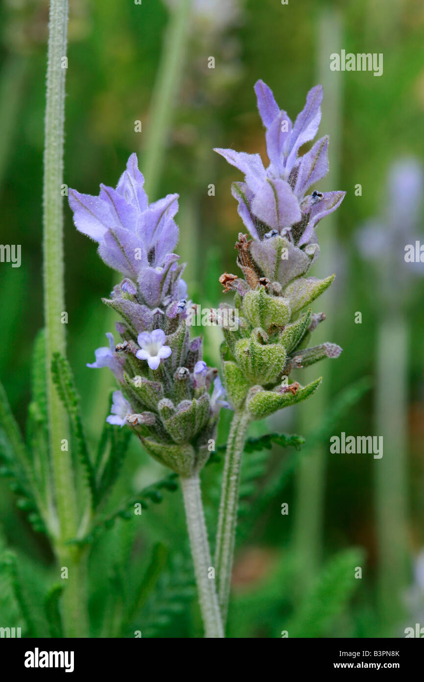 Lavandula dentata hi-res stock photography and images - Alamy