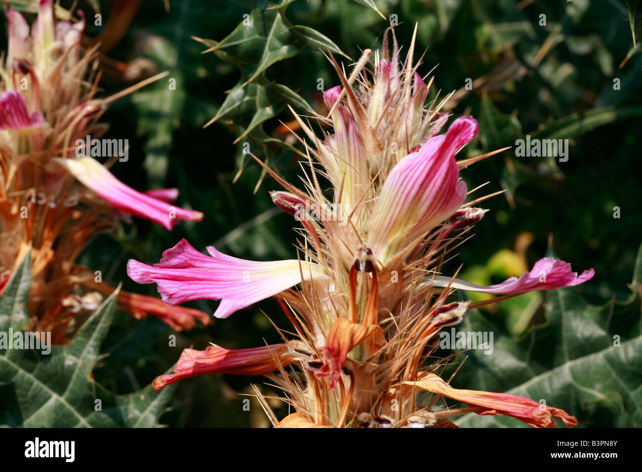 Acanthus an hi-res stock photography and images - Alamy
