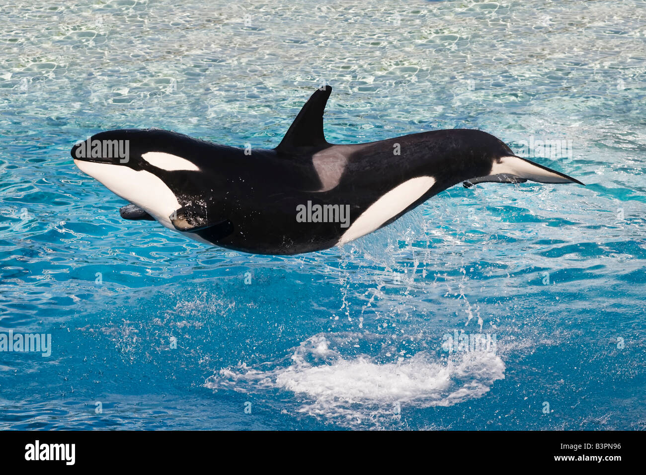 Orca hi-res stock photography and images - Alamy