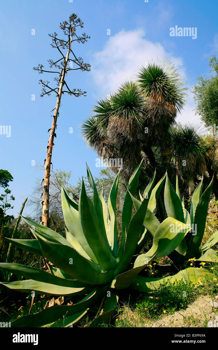 Agave americana inflorescence hi-res stock photography and images - Alamy