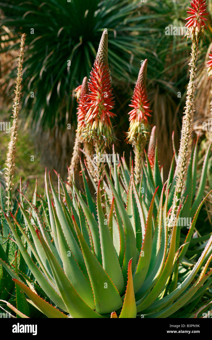 Aloe x caesia Stock Photo - Alamy