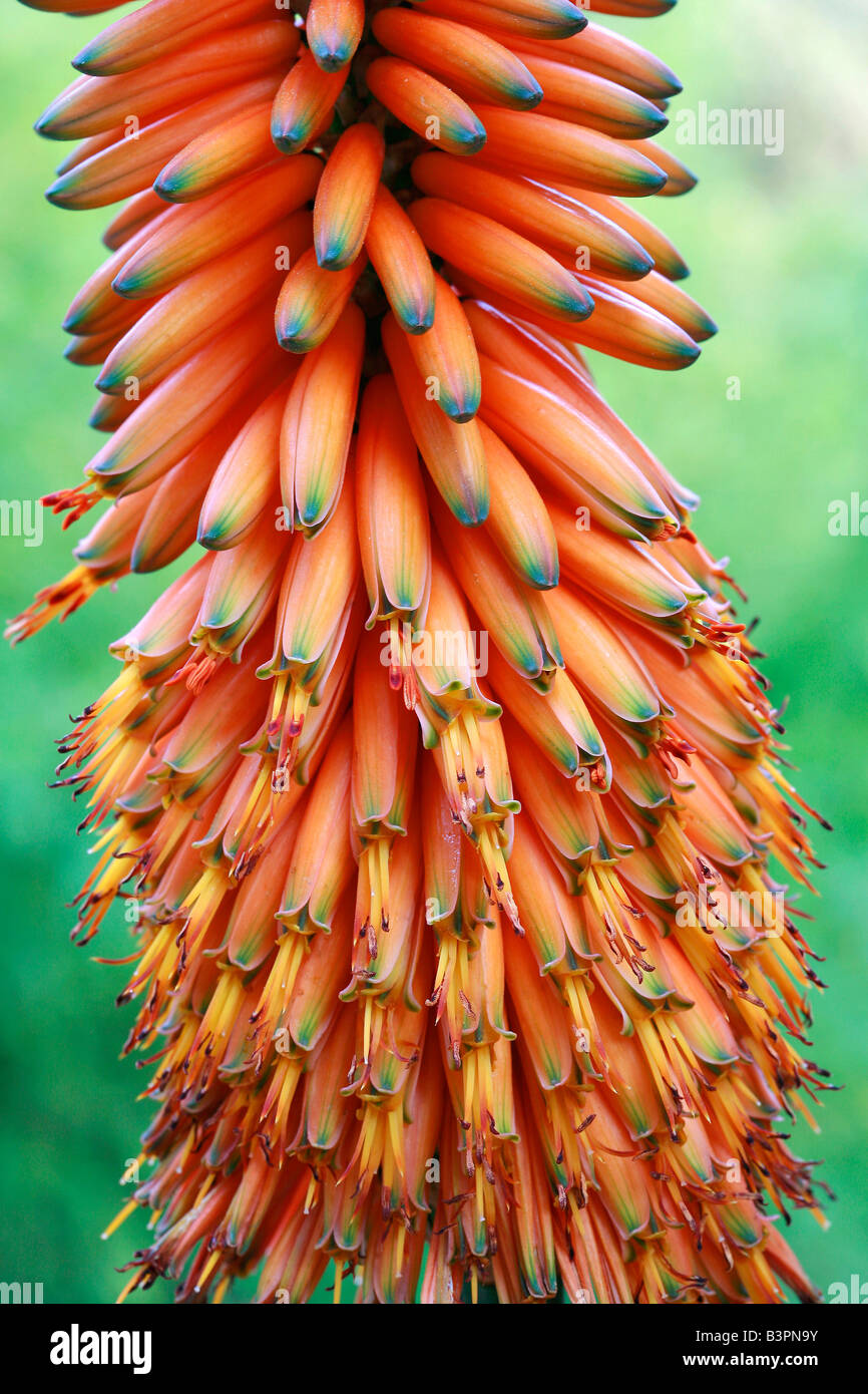Aloe x principis Stock Photo - Alamy