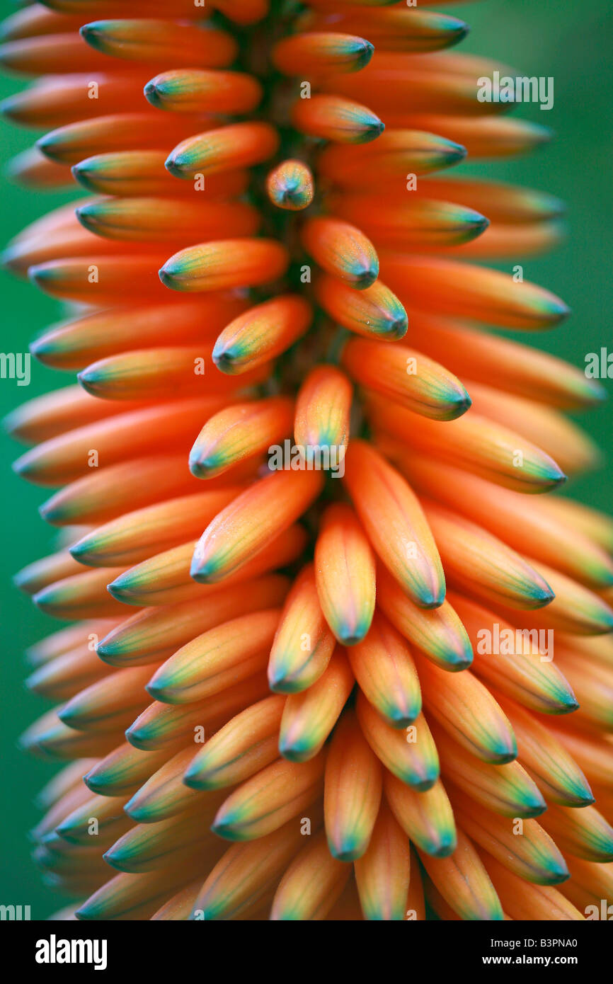 Aloe x principis Stock Photo - Alamy