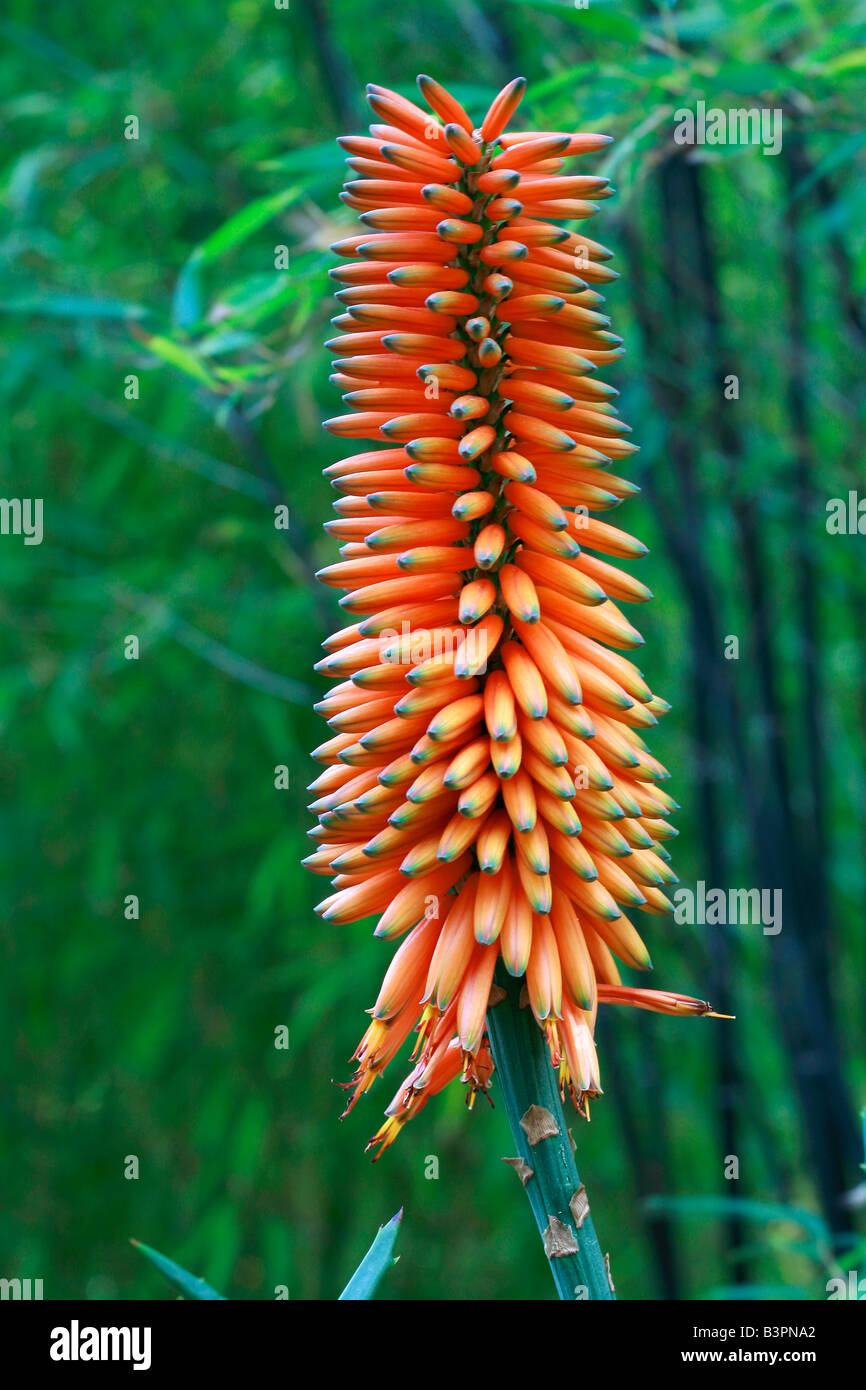 Principis High Resolution Stock Photography and Images - Alamy