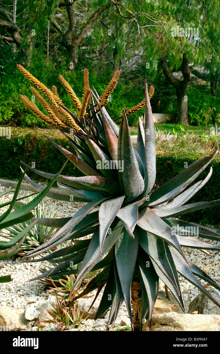 Ferox hi-res stock photography and images - Alamy