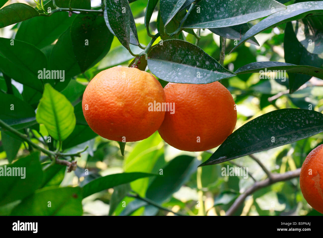 Orange tree citrus sinensis arancio hi-res stock photography and images ...