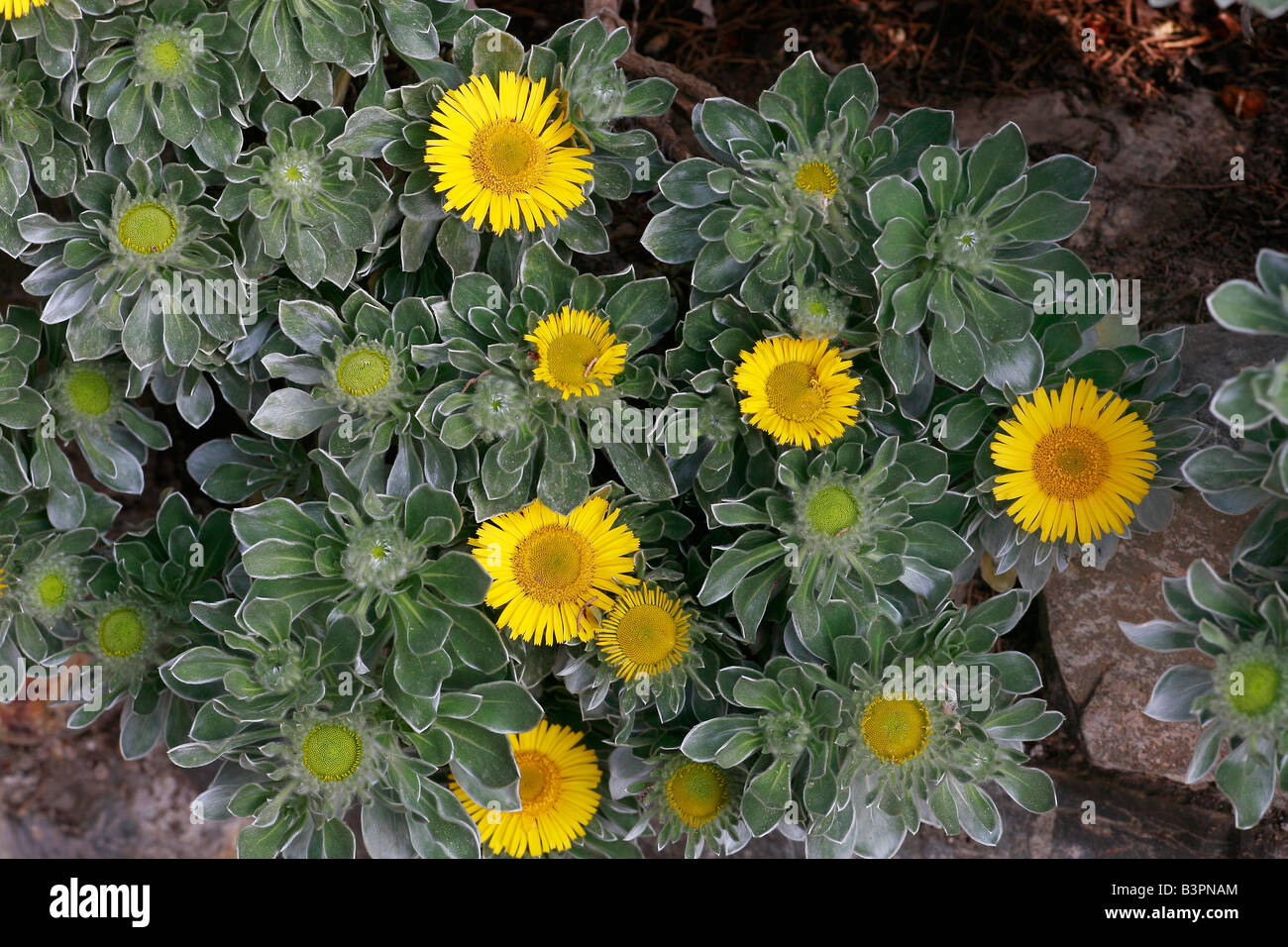 Asteriscus sericeus hi-res stock photography and images - Alamy