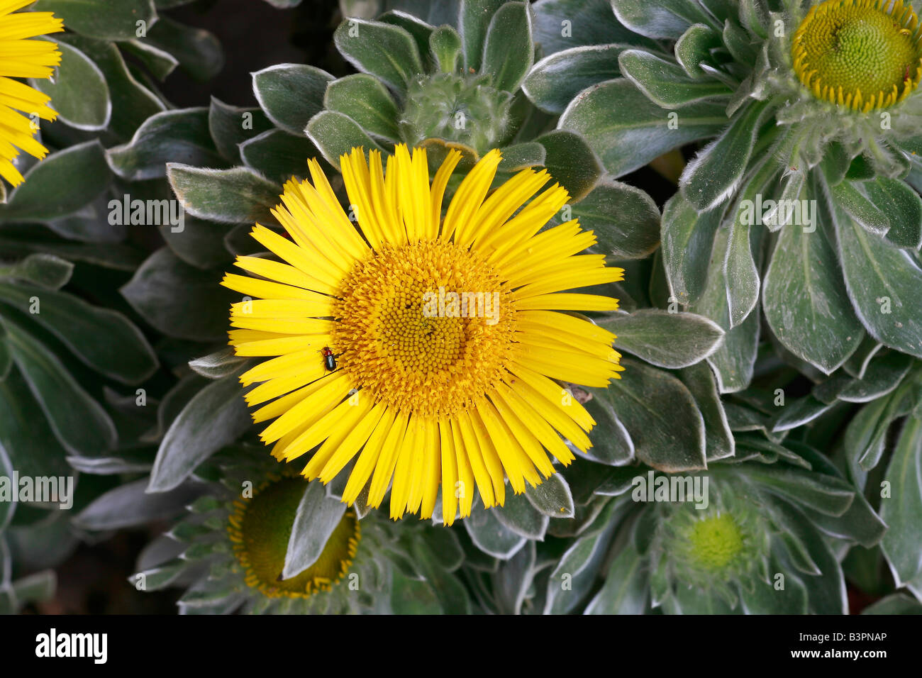Asteriscus sericeus hi-res stock photography and images - Alamy