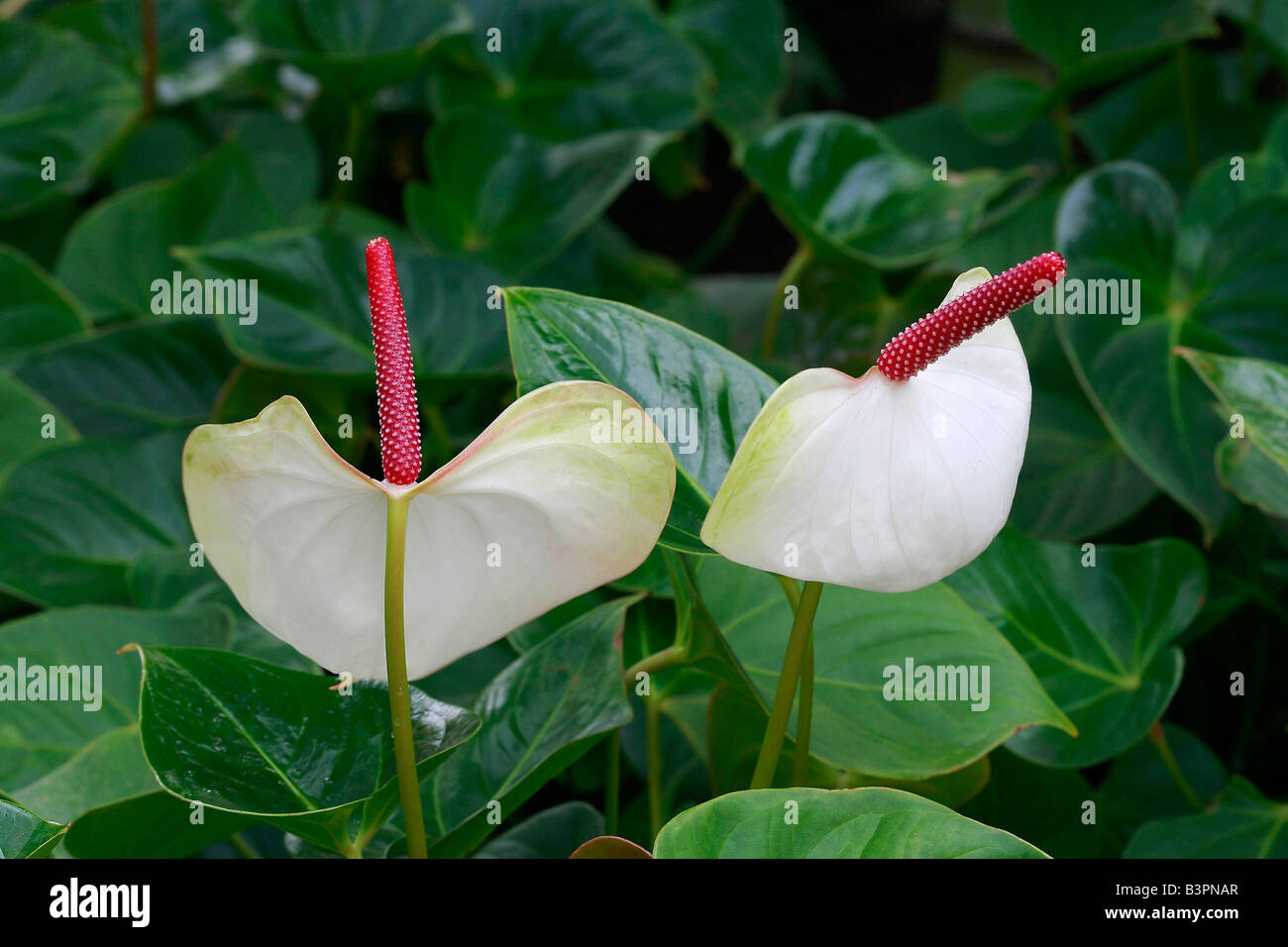 Anthurium andreanum, hybrid Stock Photo - Alamy
