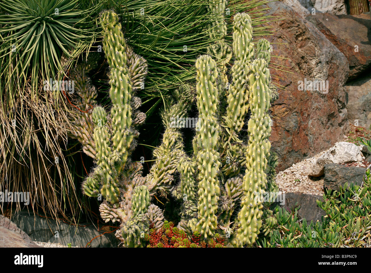 Cereus peruvianus "Monstrosus Stock Photo - Alamy