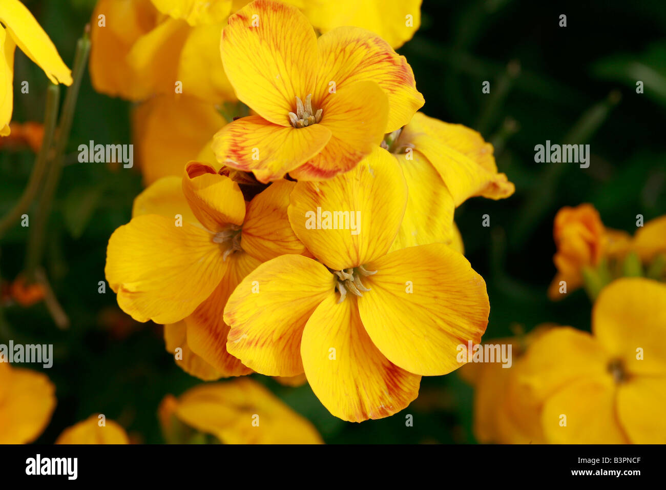 Cheiranthus cheirii, hybrid Stock Photo - Alamy