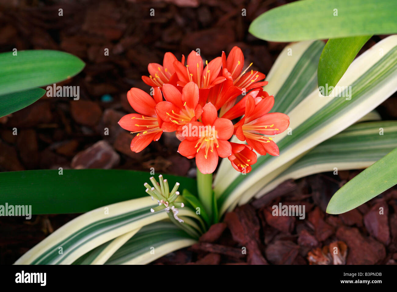 Clivia "Well's Variegated Stock Photo - Alamy