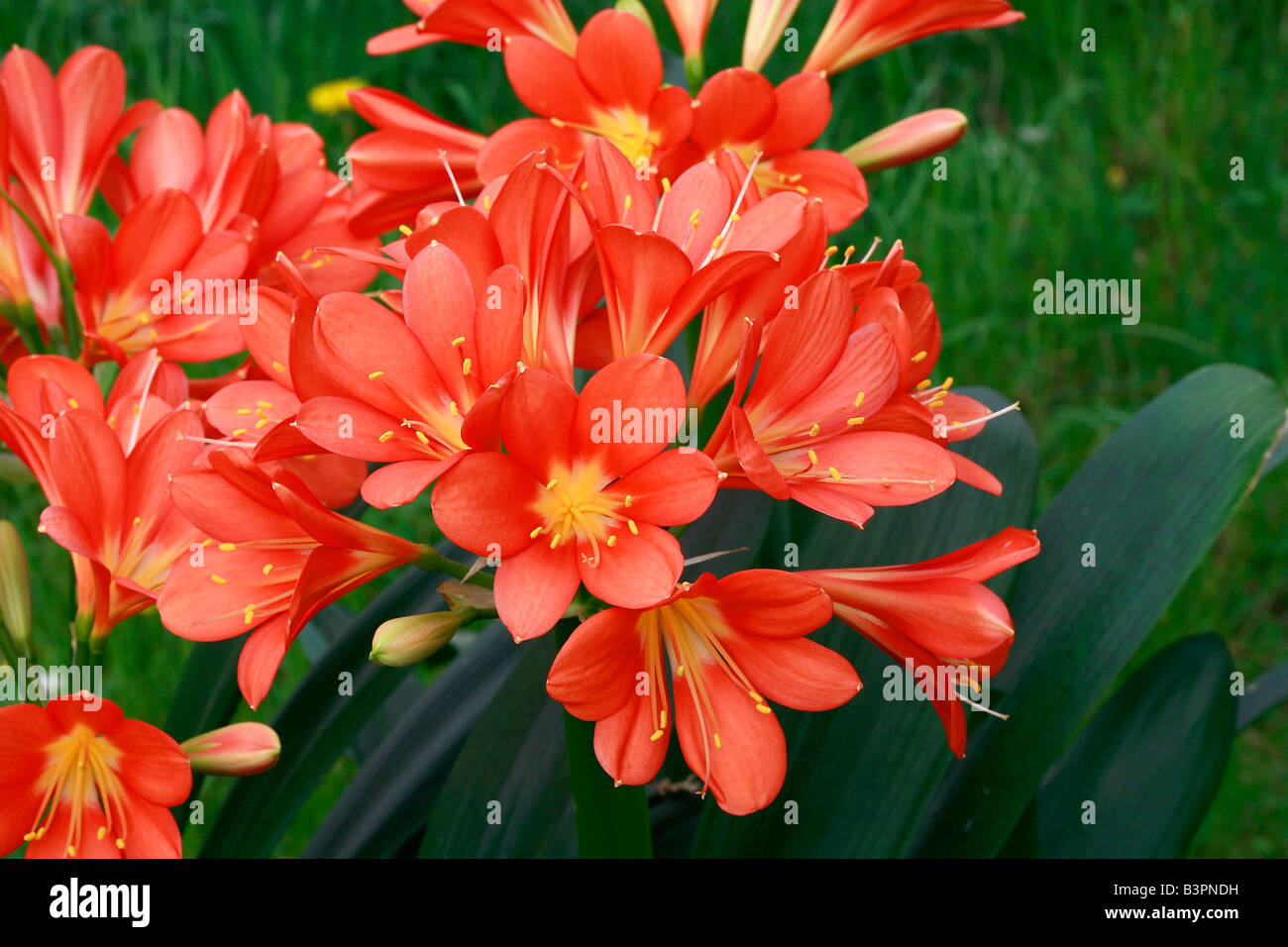 Clivia miniata hi-res stock photography and images - Alamy