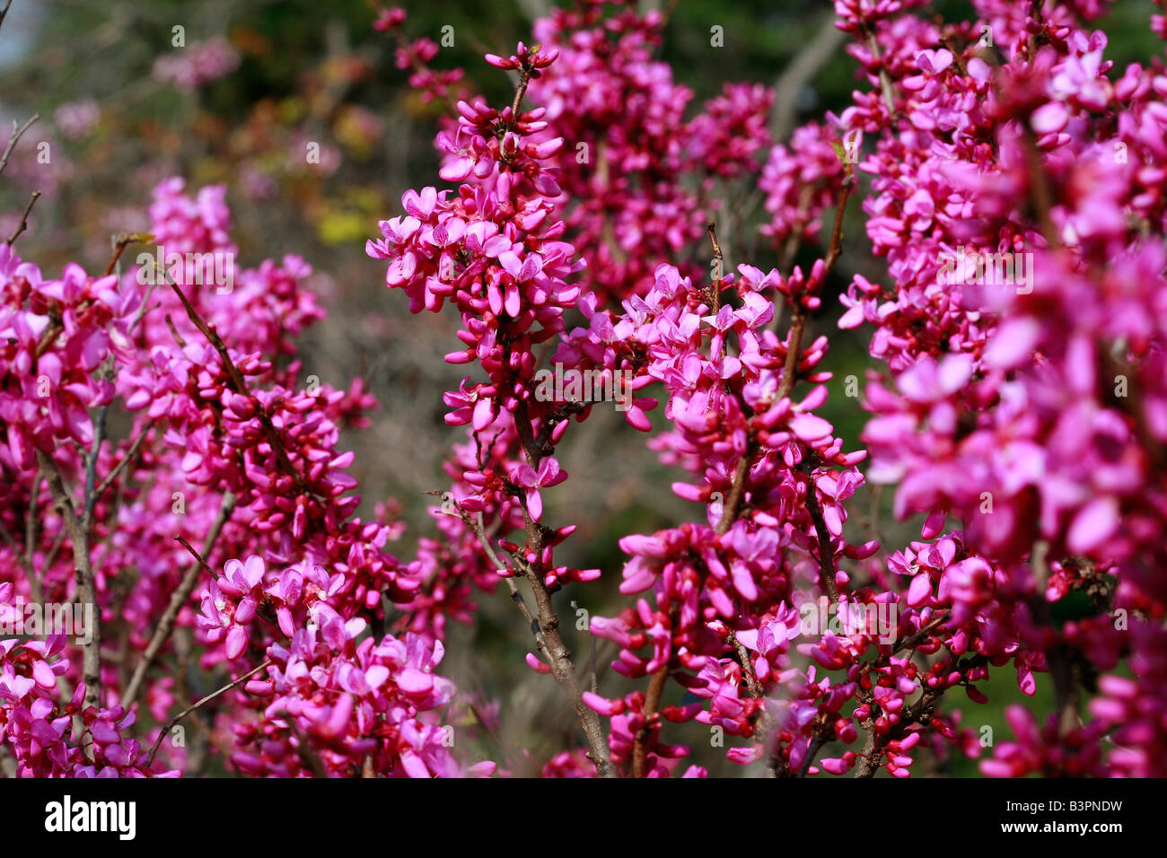 Cercis chinensis hi-res stock photography and images - Alamy