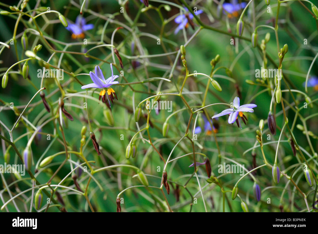 Dianella hi-res stock photography and images - Alamy
