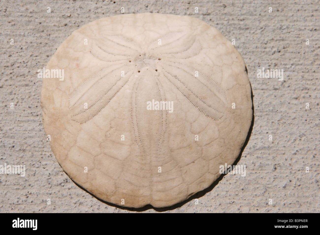 Single Sand Dollar Shell Stock Photo - Alamy